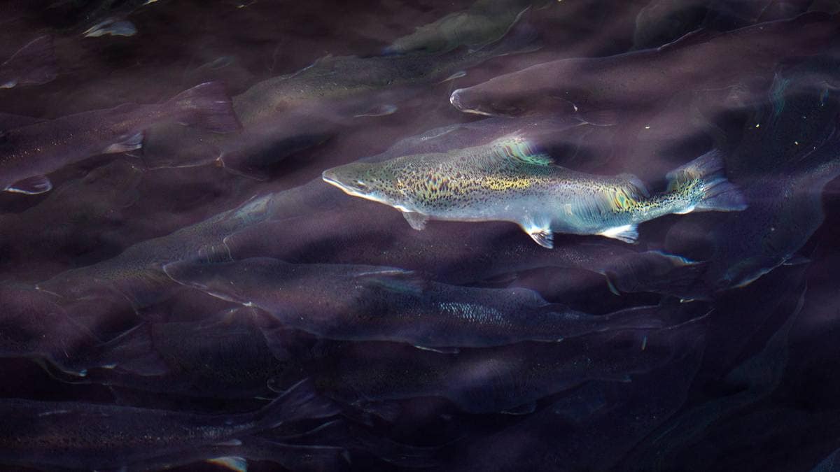 Sildesalgslaget: – Fantastisk sildefiske i vinter – NRK Troms og Finnmark