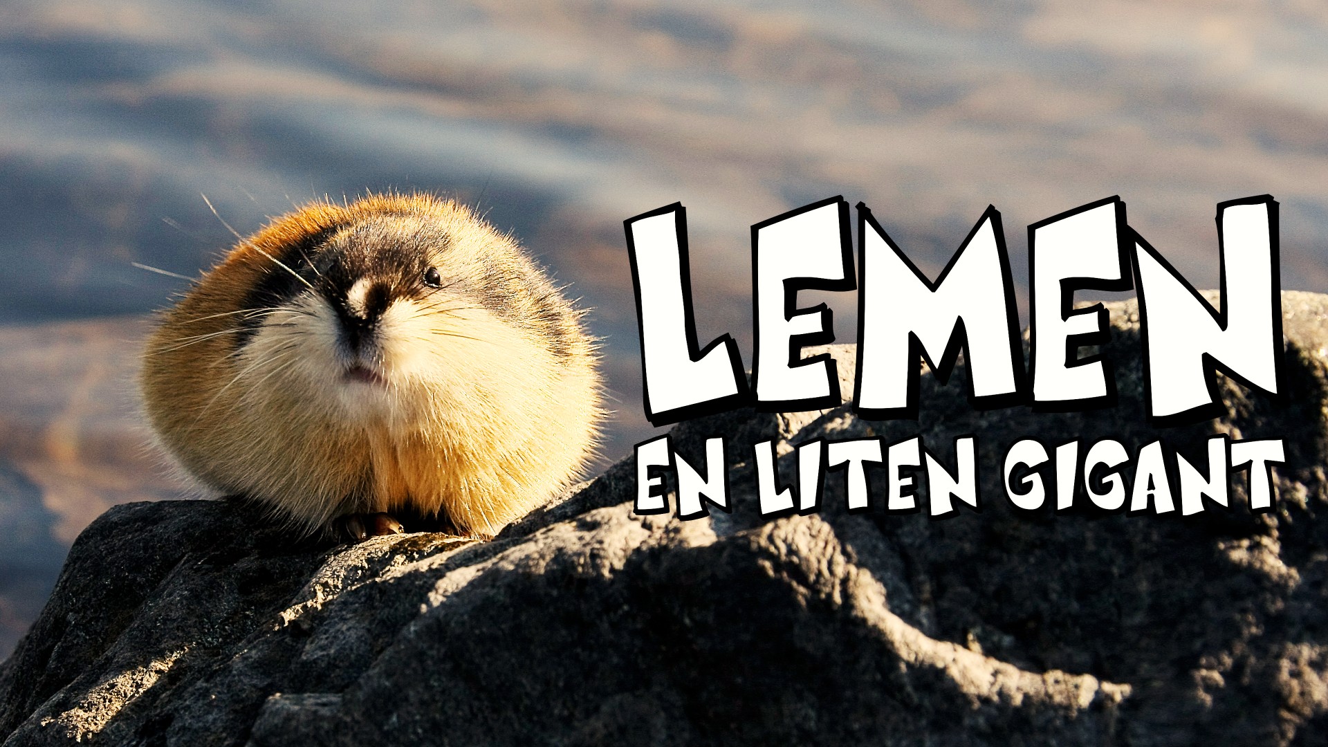 Lemen – en liten gigant - NRK TV