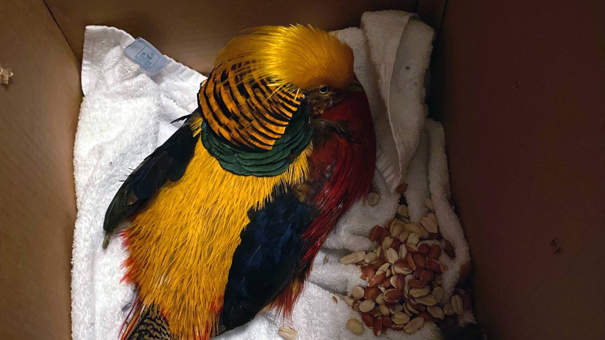 Fant gullfasan – tok den med på julebord i Larvik – NRK Vestfold og Telemark – Lokale nyheter ...