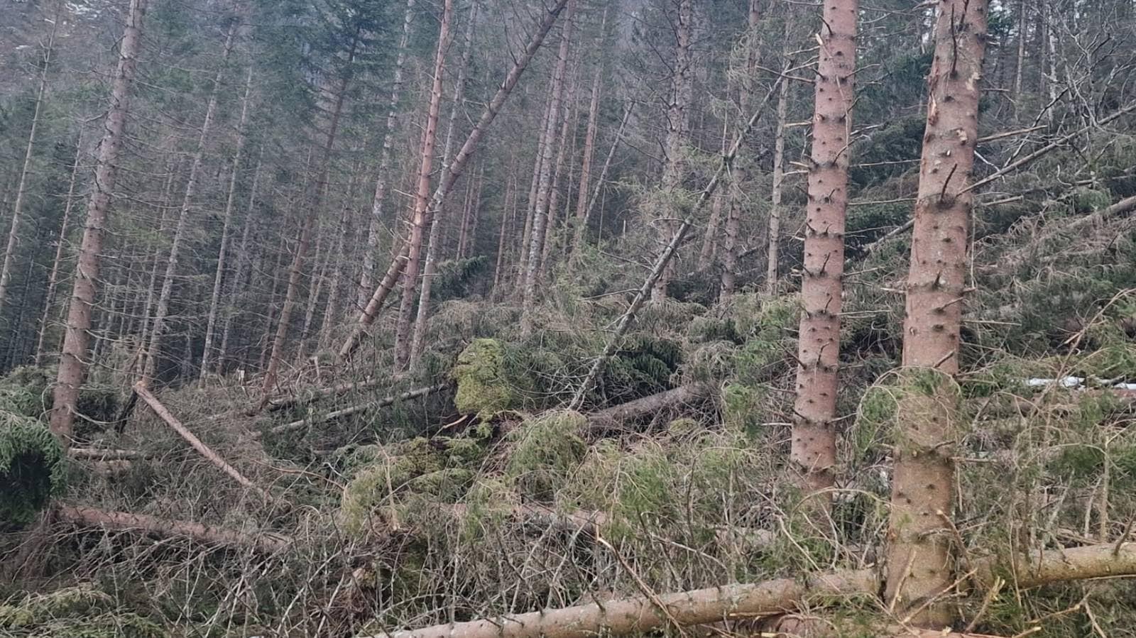 Blei hardt ramma av «Amy» – samtidig manglar mange skogeigarar ...