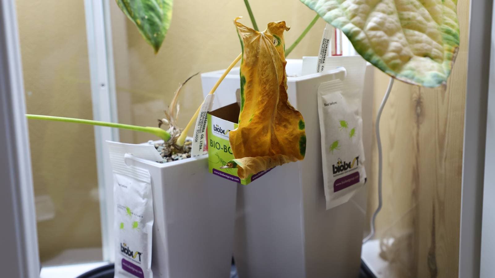 Hvordan bekjempe skadedyr som trips på planter – Stor-Oslo