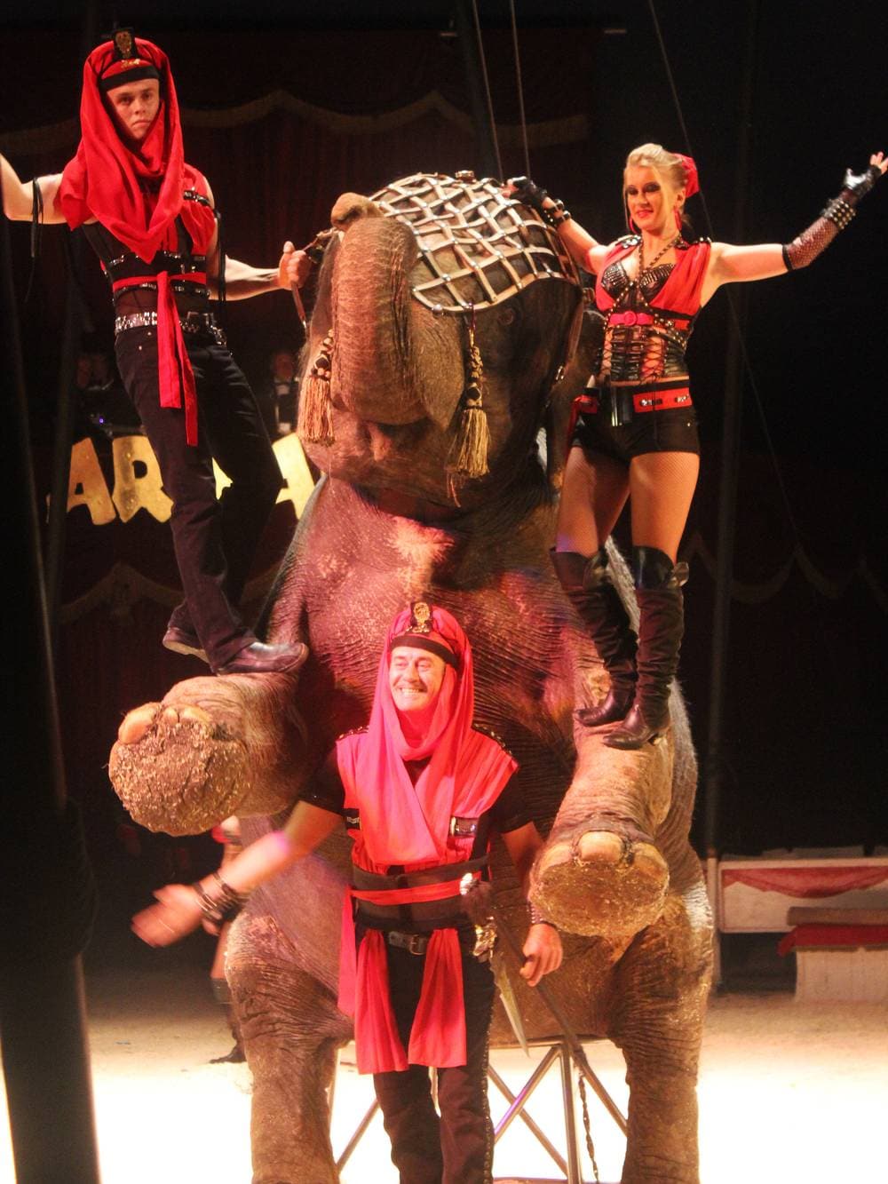 Elefanter lovlig på norske sirkus – NRK Sørlandet – Lokale nyheter, TV ...