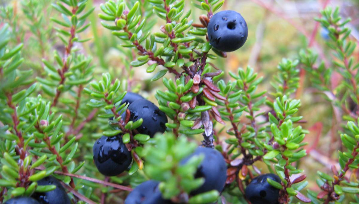 Snøen som kom i pinsehelga kan skape trøbbel for noen planter – NRK ...