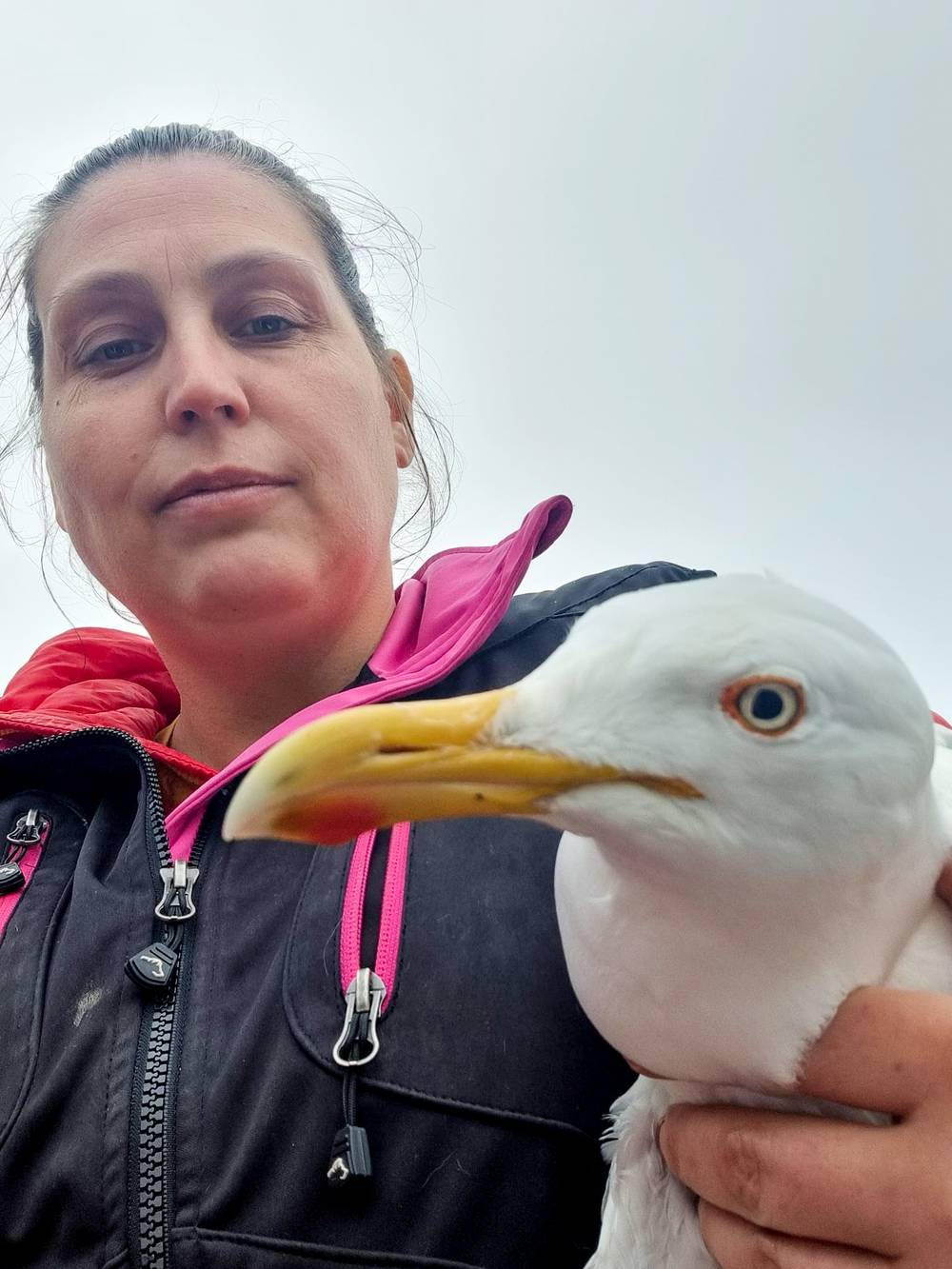 Måke fastklemt mellom bil og takboks – NRK Nordland