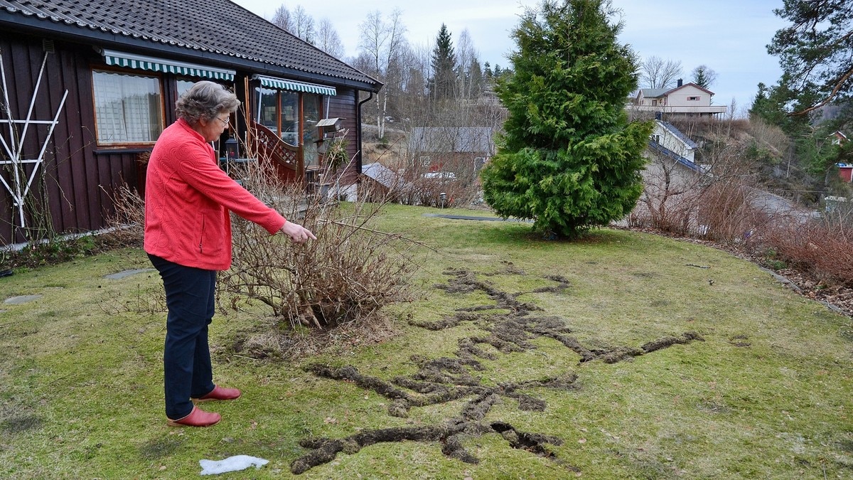 Reidun Har Hagen Full Av Jordrotter Nrk Telemark Lokale Nyheter Tv