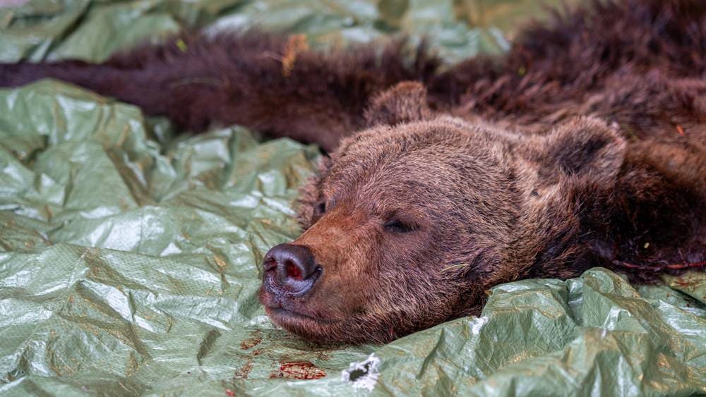 Dette bør du gjøre om du møter på bjørn, ulv eller annet rovdyr i skogen – NRK Norge – Oversikt ...