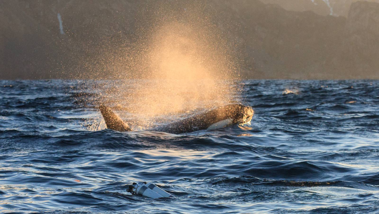 Hvaleventyret utenfor Andøya – NRK Nordland