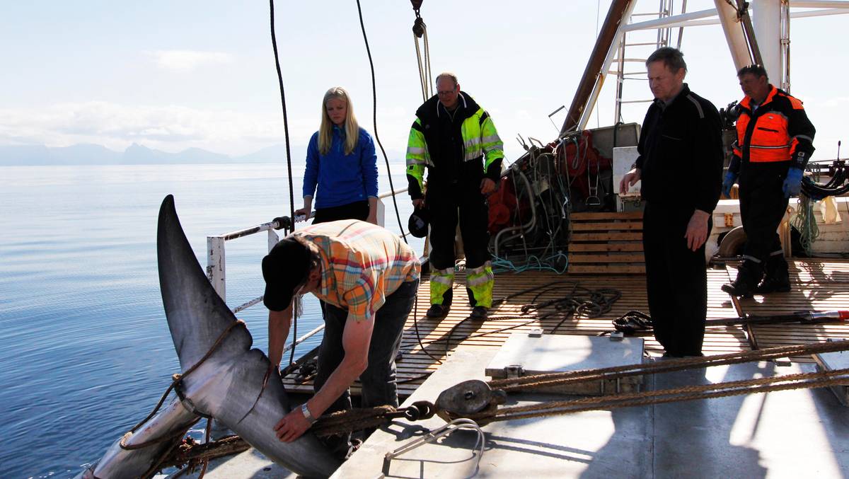 Vil ha mer markedsføring for hvalfangst – NRK Nordland