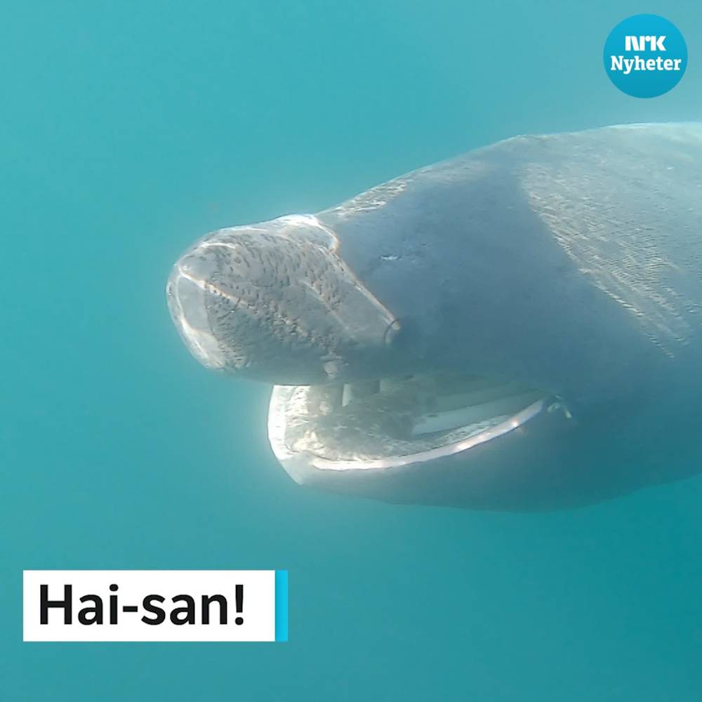 Etterlyser mer informasjon om Norges største hai, brugde – NRK ...