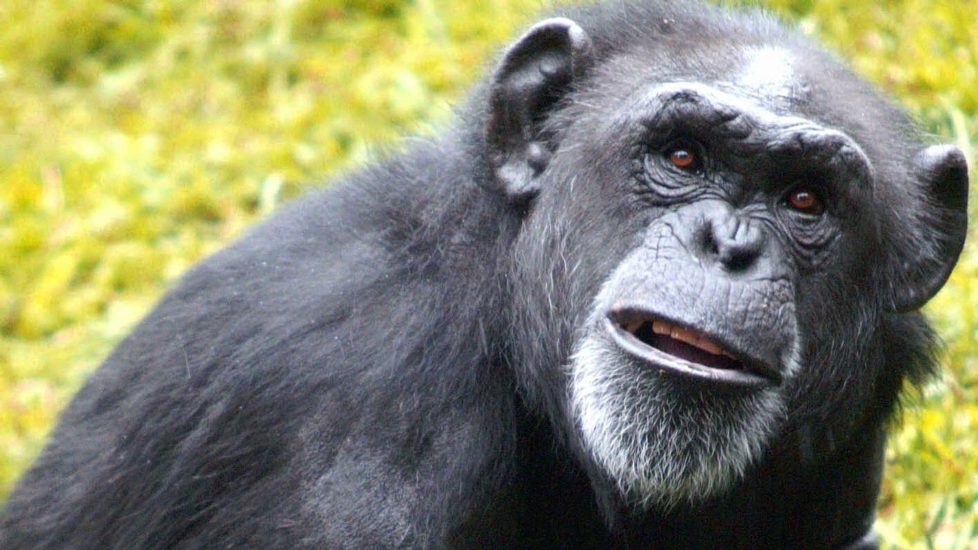 Utrydningstruede dyrearter – Siste nytt – NRK