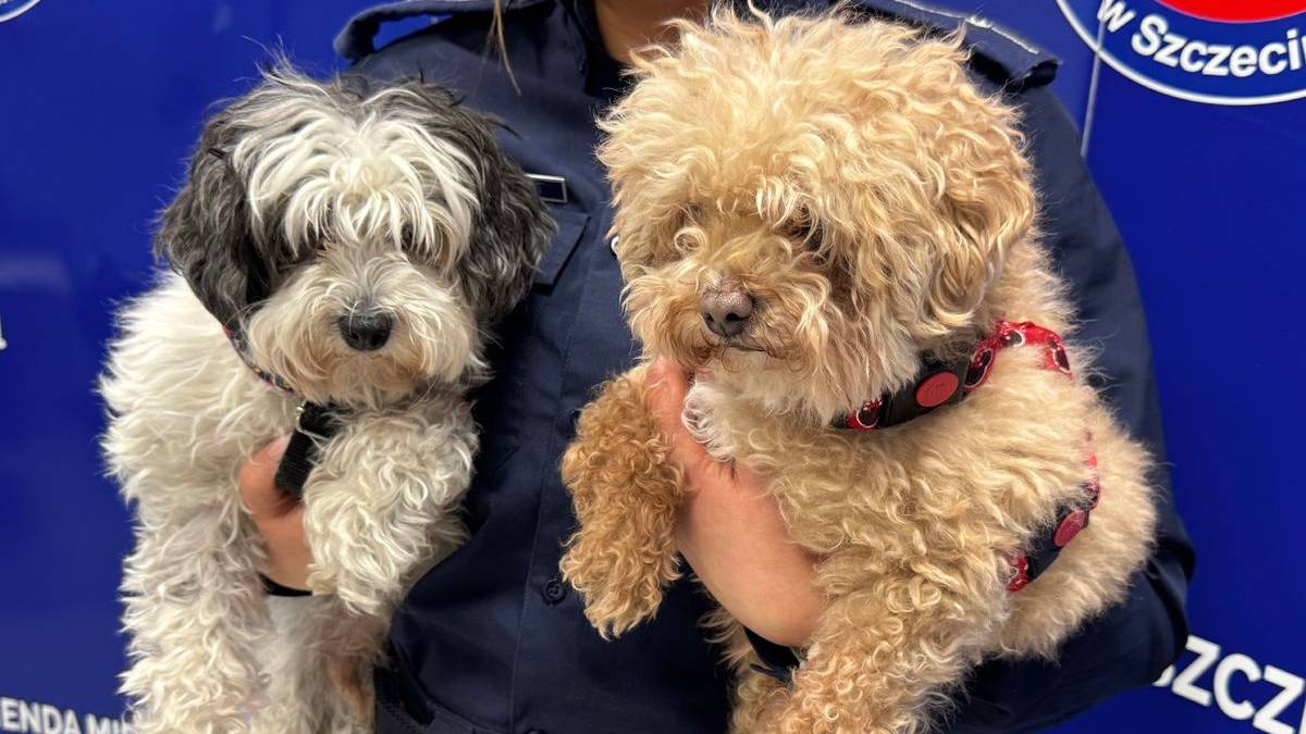 Nordmann siktet for bortføring av sveitsiske hundevalper – Siste nytt – NRK