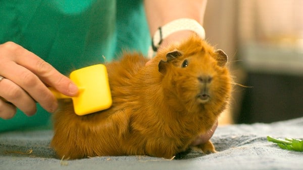 NRK Super - Olga da Polga - julevsámegiellaj