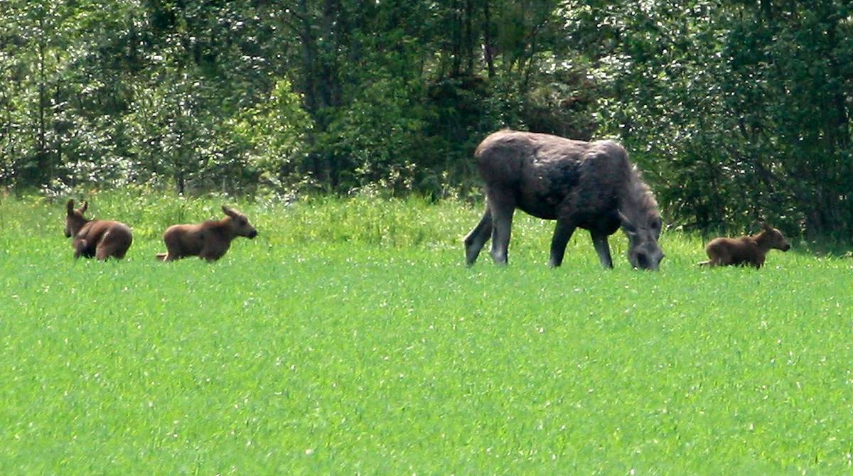 Lidelser for elg – NRK Innlandet – Lokale nyheter, TV og radio