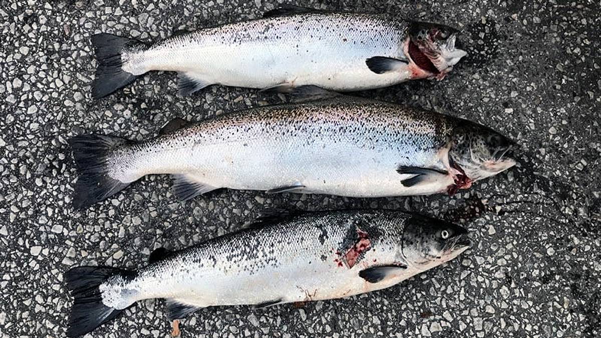 Har fanga ein firedel – NRK Vestland