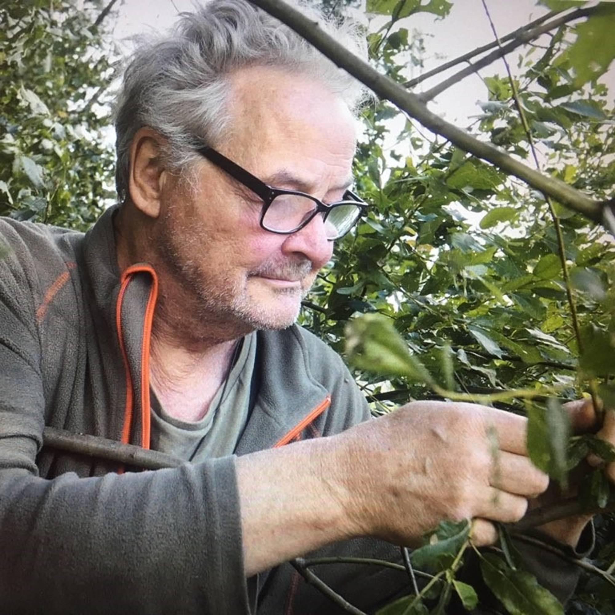 Kjempevepsen Geithams brer om seg og kan bli fjernet fra rødlista over ...