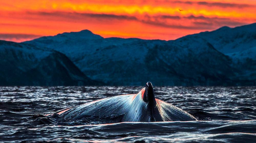 For første gang har forskere fulgt en knølhval i et helt år – fra ...