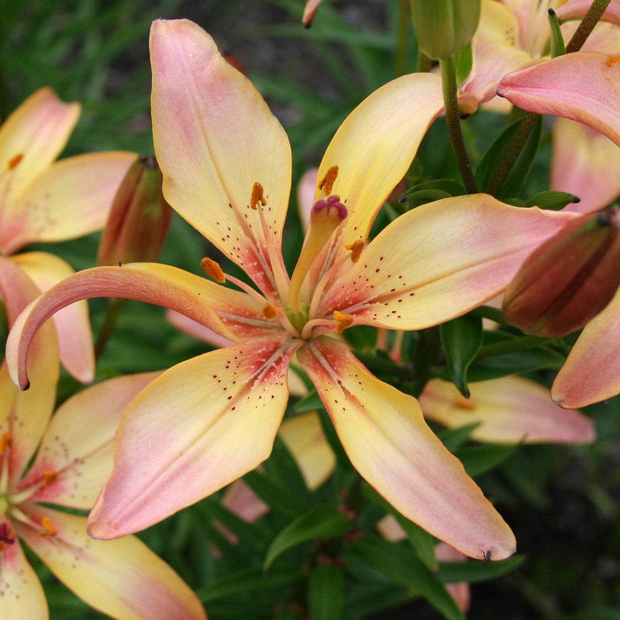 Slik lykkes du med liljer – NRK Nyttig – Tips, råd og innsikt