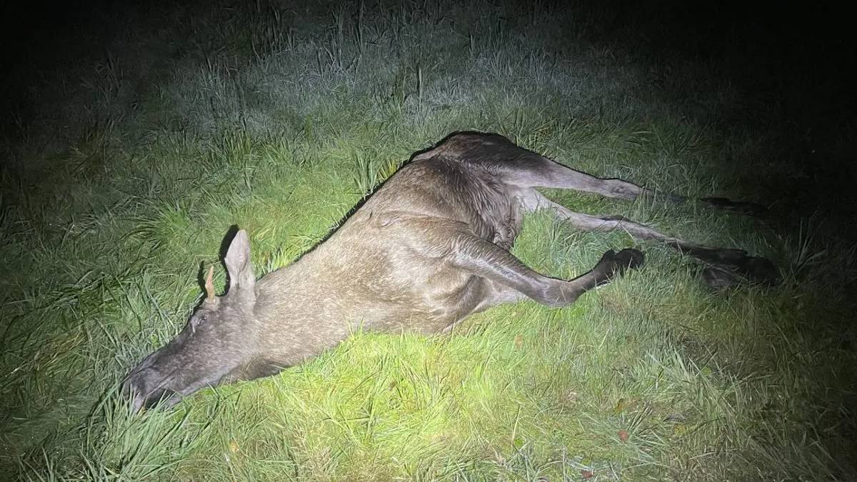 Elgen er felt – NRK Rogaland – Lokale nyheter, TV og radio