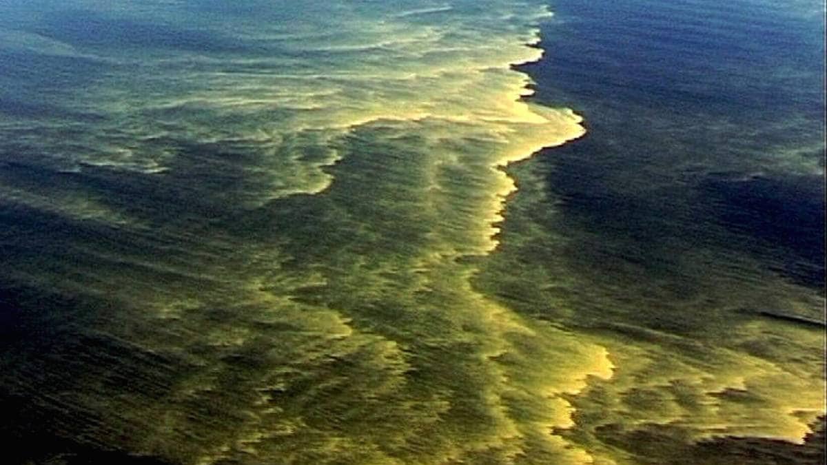 Verdens sykeste hav – NRK Urix – Utenriksnyheter og -dokumentarer