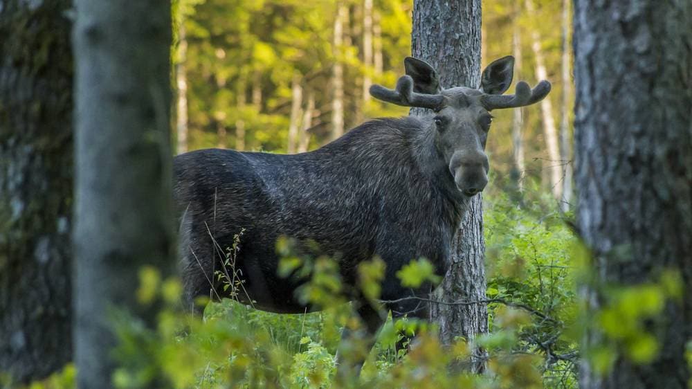 Elg i sentrum – svenske forskere sier det kan være elg som gjemmer seg ...
