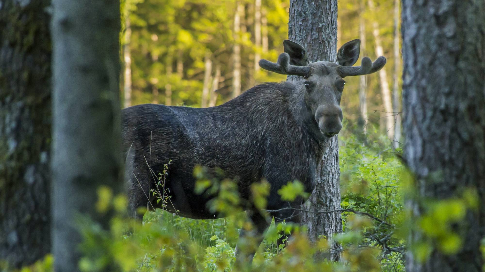 Elg i sentrum – svenske forskere sier det kan være elg som gjemmer seg ...