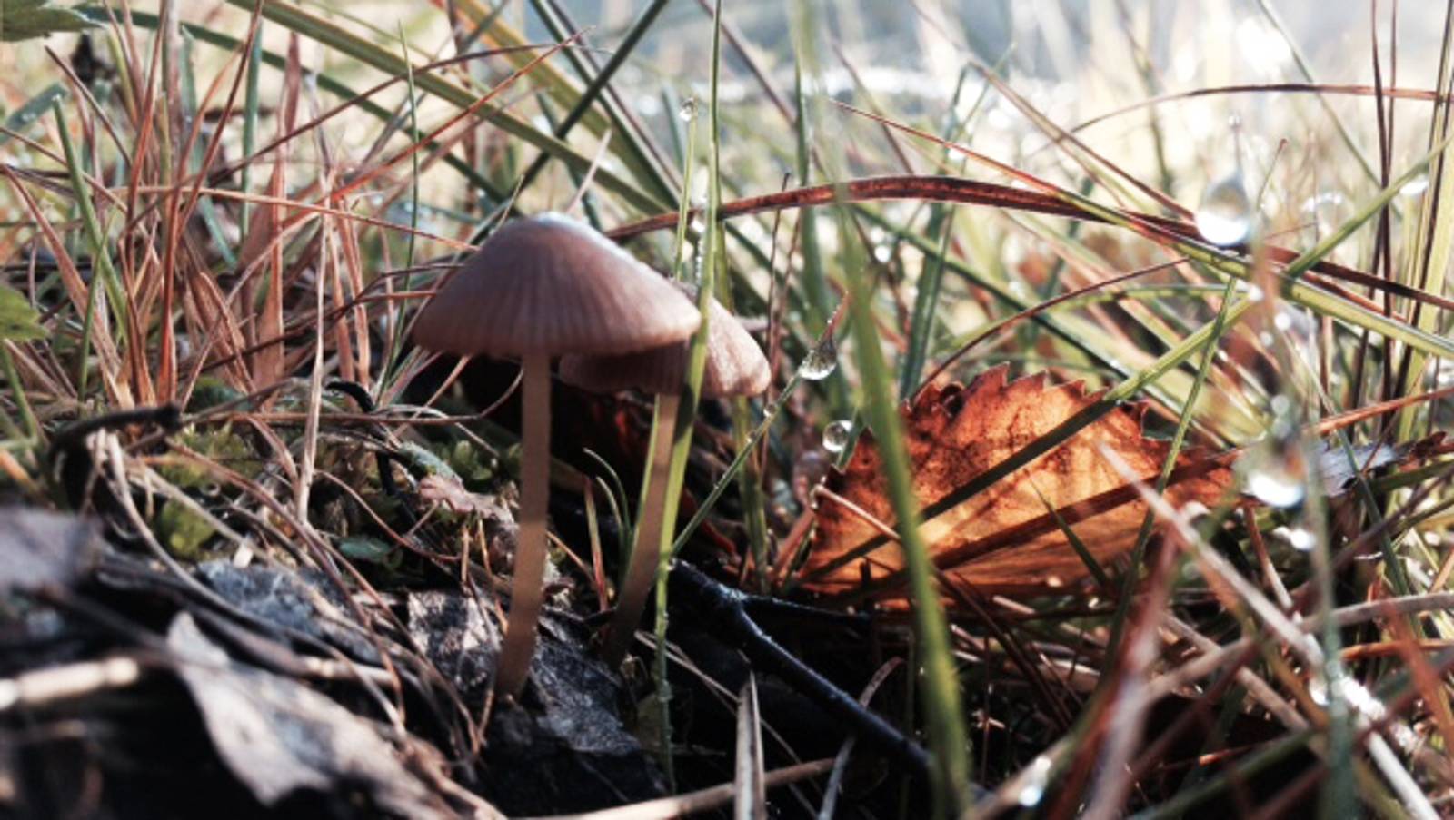 Fleinsopp blir ikke identifisert av soppkontrollørane. De er redd for å ...