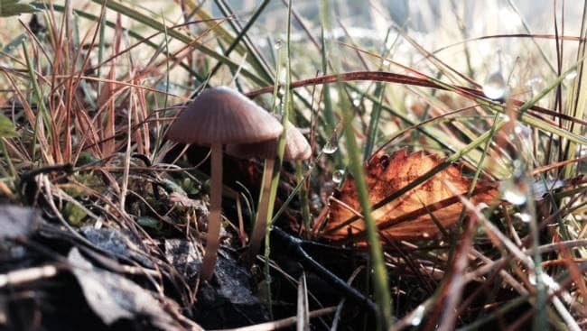 Fleinsopp blir ikke identifisert av soppkontrollørane. De er redd for å ...