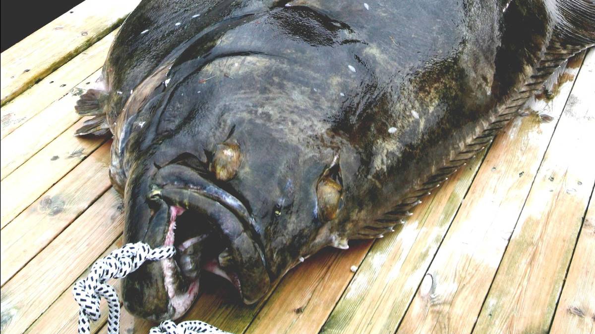 Tysker fanget 245-kilos kveite – NRK Troms og Finnmark