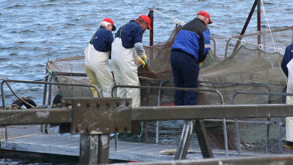 Domstein skuldar 50 millionar – NRK Vestland