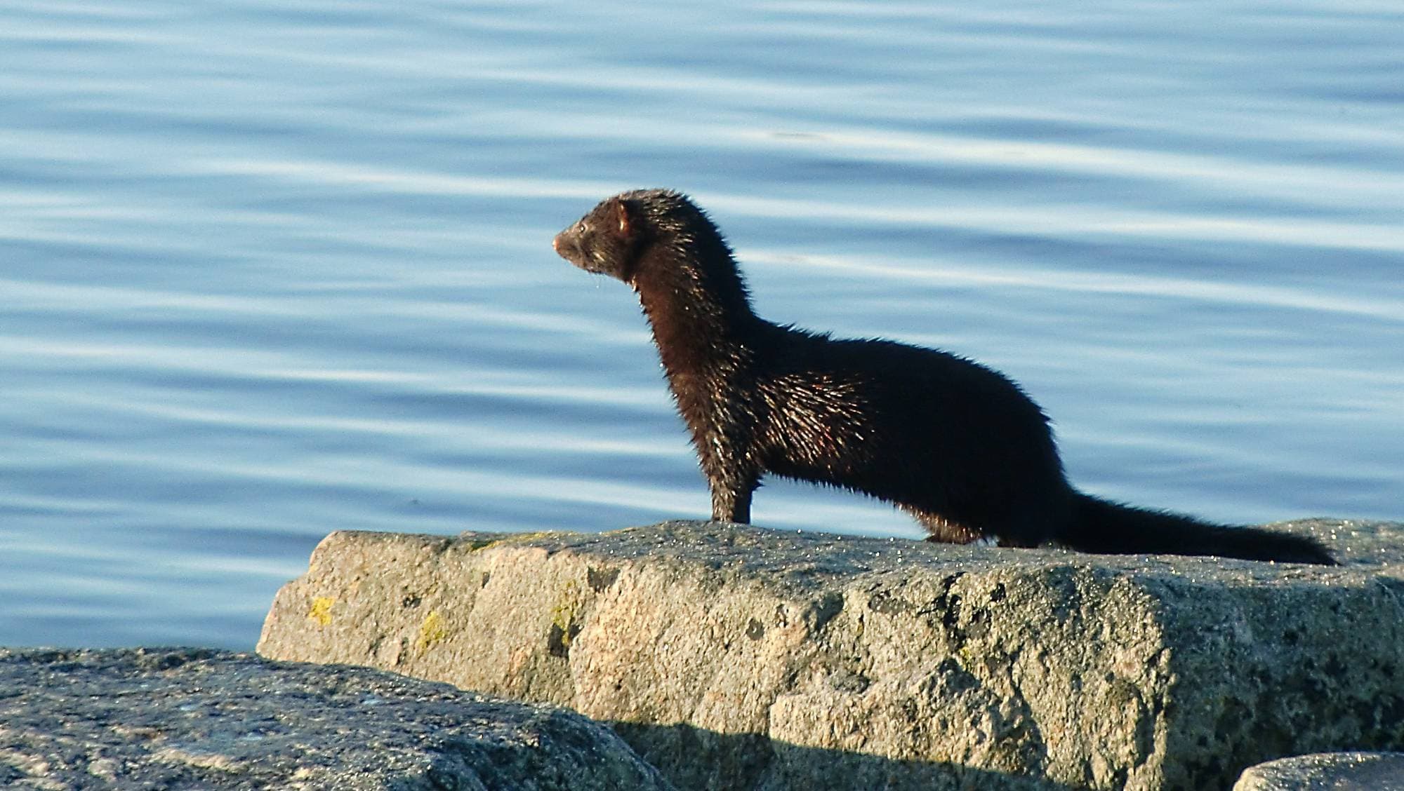 Minken minker i naturen – mange kommuner innfører skuddpremie – NRK ...