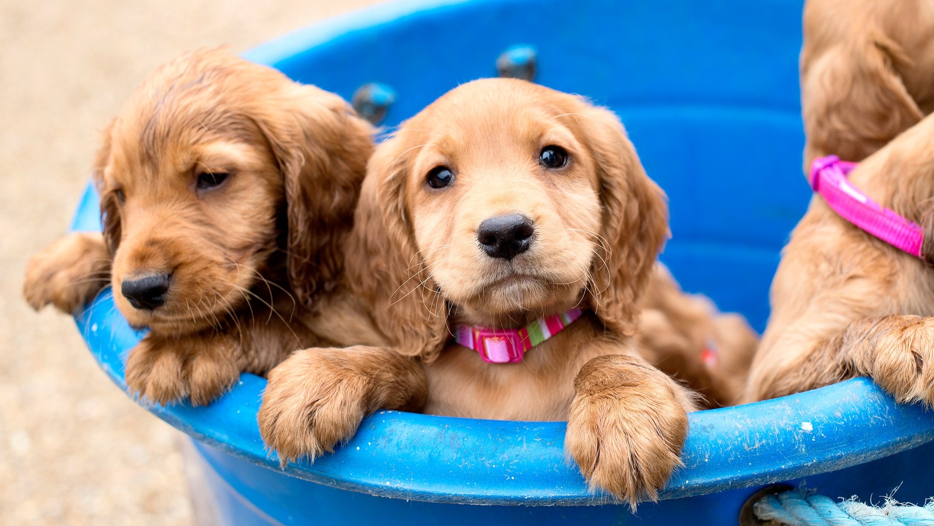 Verdens søteste valper - NRK TV