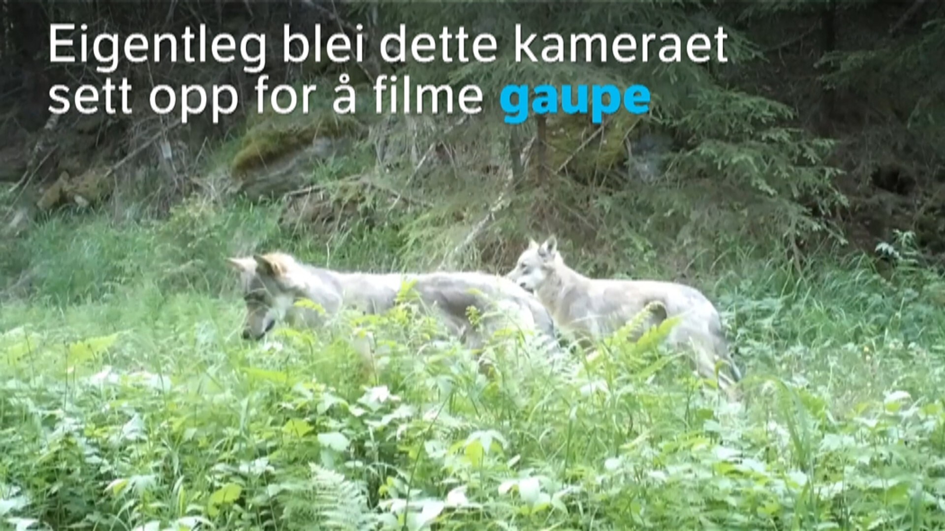 Ville dyr filmet like ved Oslo – NRK