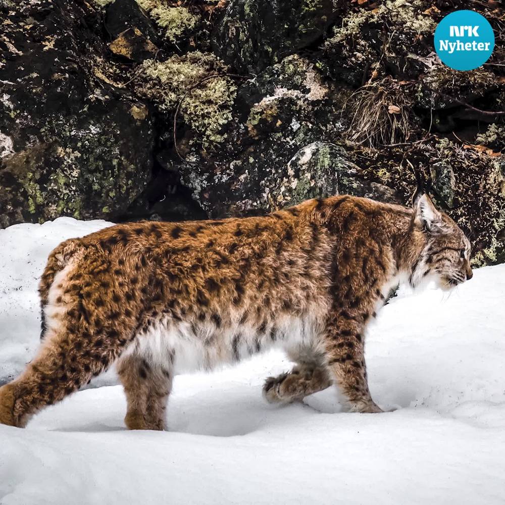 Fritidsfotografen imponerte Hellevik med spektakulære bilder av gaupe i ...