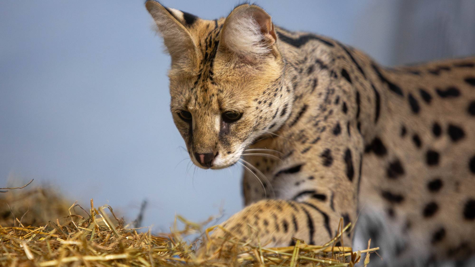 Nå er servalen Niño i Tangen dyrepark i Stange – her skal han bo ...