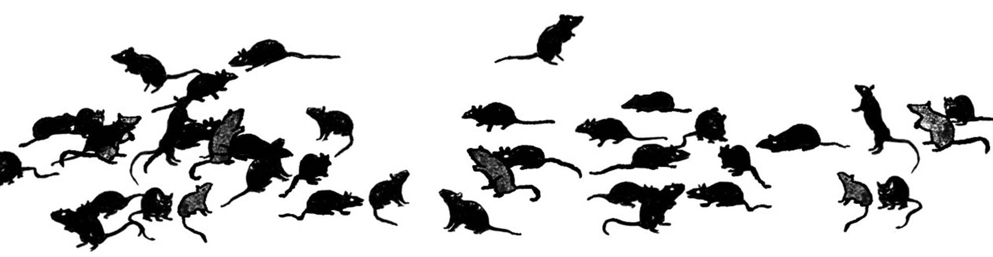 Dette kan vi lære av pesten svartedauden i 1349 – Langlesing fra NRK ...