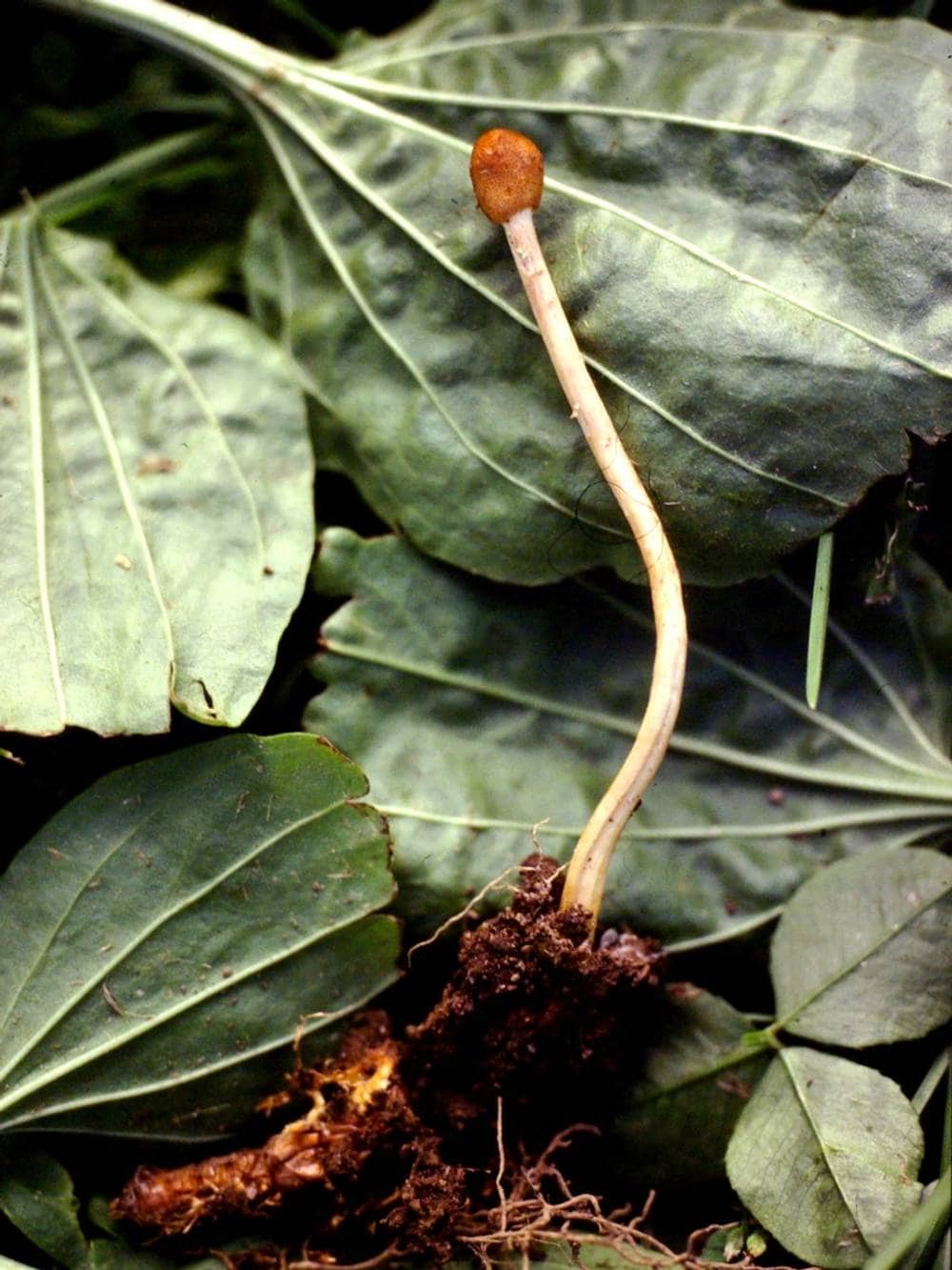 Soppen i «The Last of Us» er ekte, men kan den gjøre mennesker til ...