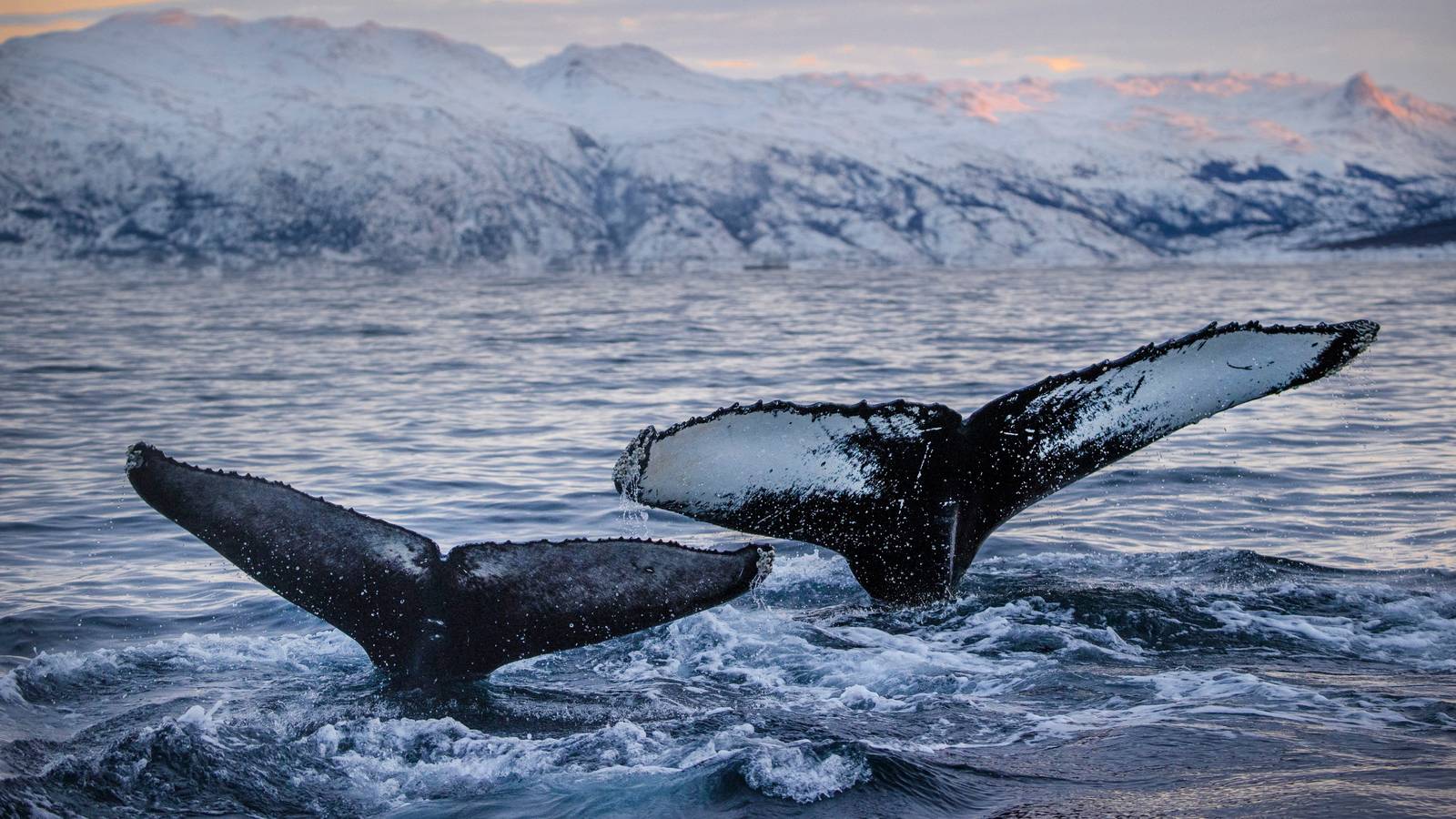 For første gang har forskere fulgt en knølhval i et helt år – fra ...