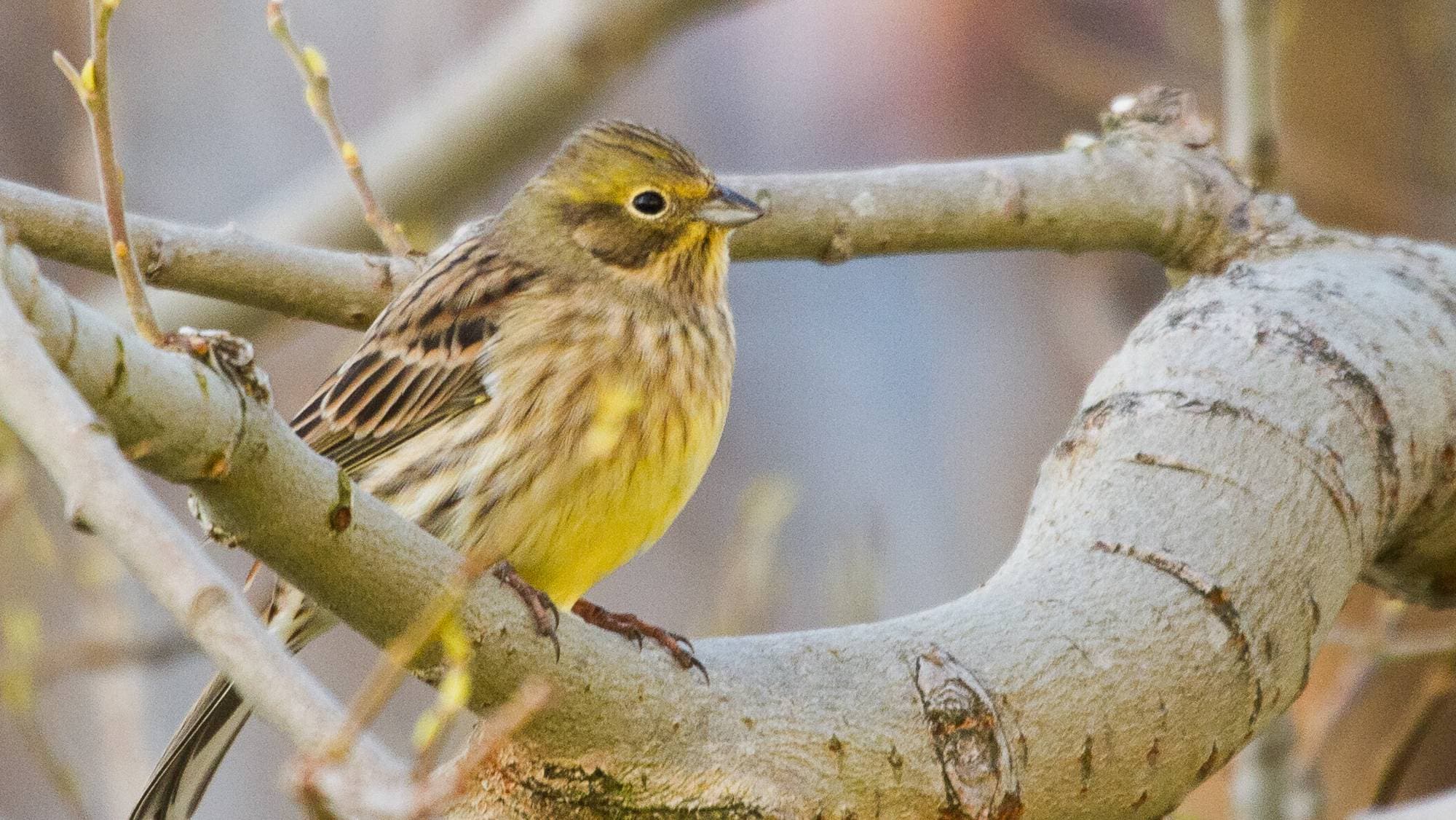 De vanligste fugleartene på fuglebrettet – NRK Troms og Finnmark