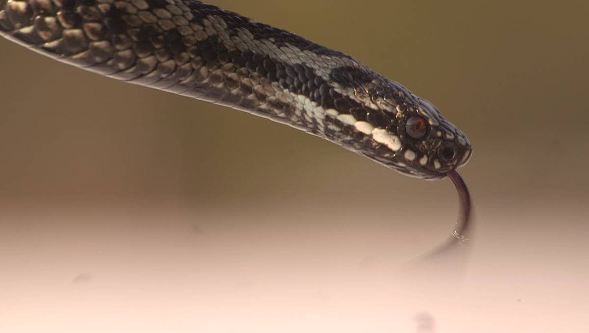 Huggormbitt kostet 25 000 kroner – NRK Vestfold og Telemark – Lokale ...