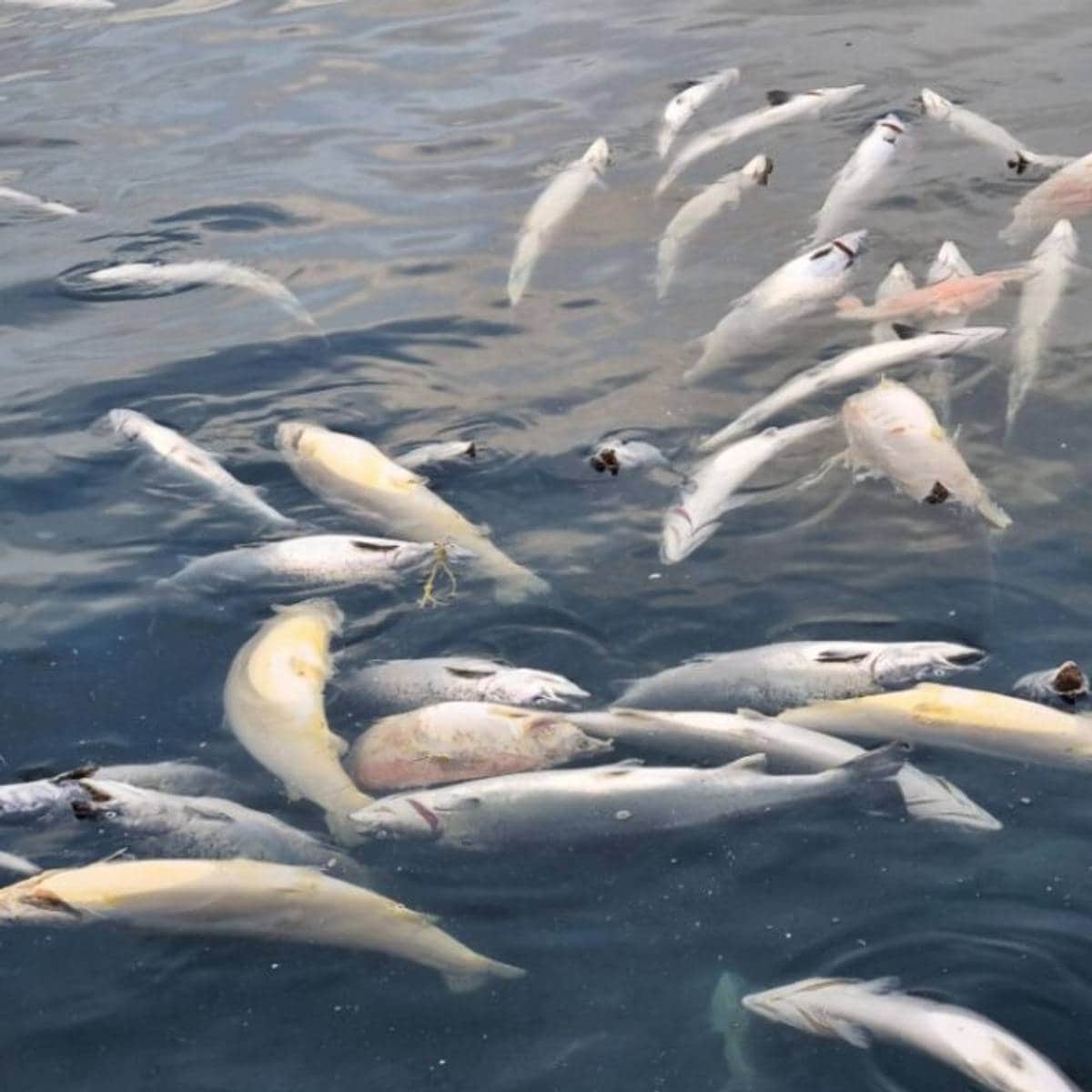 Plutselig døde titusenvis av laks - lakse­gigant ventet en uke med å ...