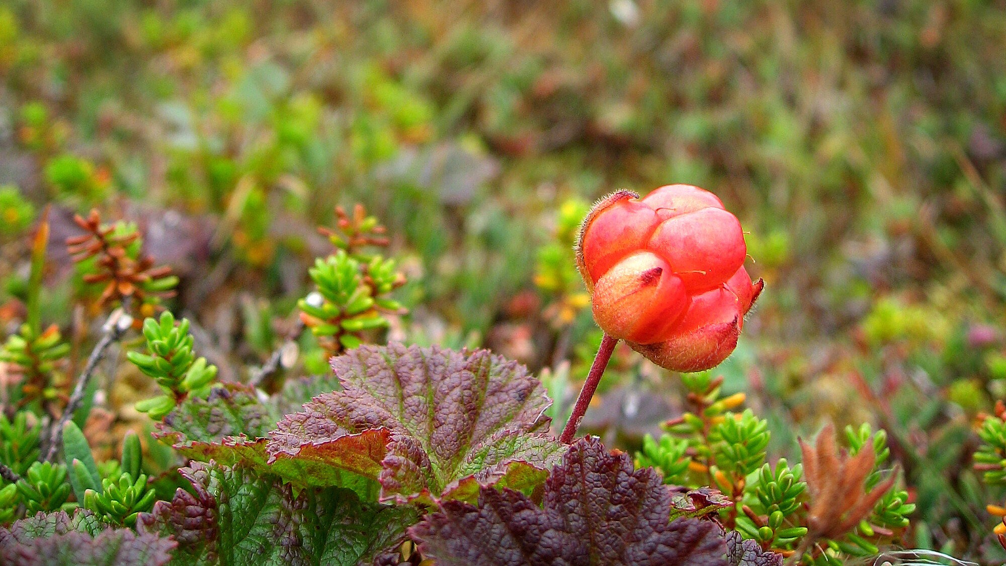Multer 2021: Multesesongen er her, og debatten om multer er godt eller ...