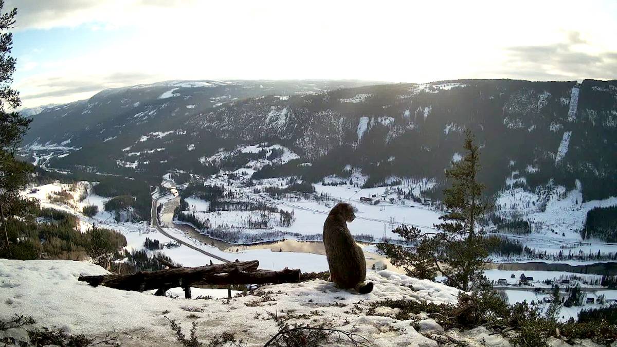 Unike opptak: Hør gaupa skrike – NRK Buskerud – Lokale nyheter, TV og radio