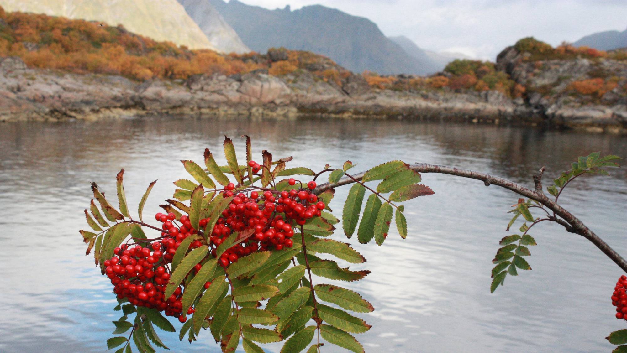 Vakre høstbilder fra Nordland – NRK Nordland