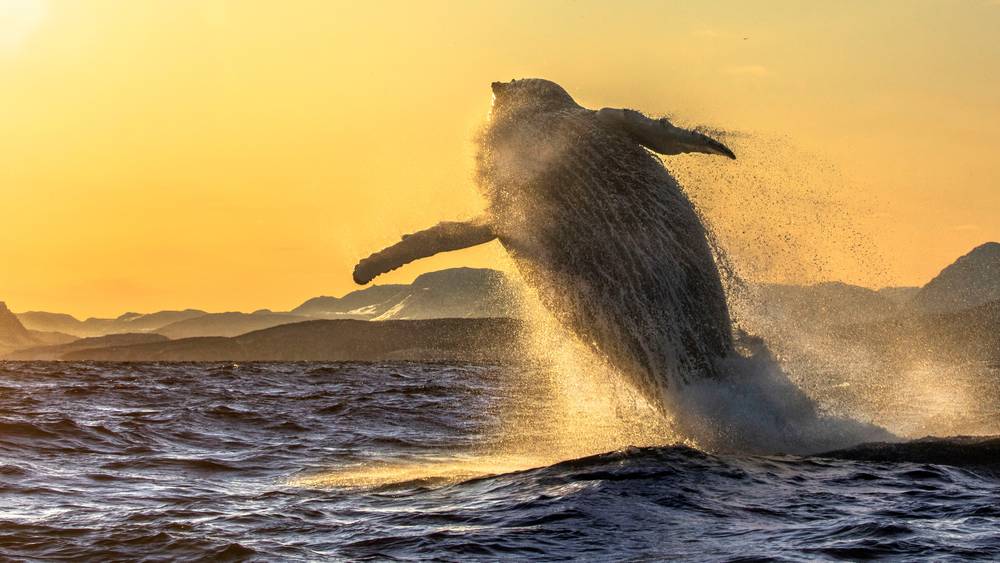 For første gang har forskere fulgt en knølhval i et helt år – fra ...