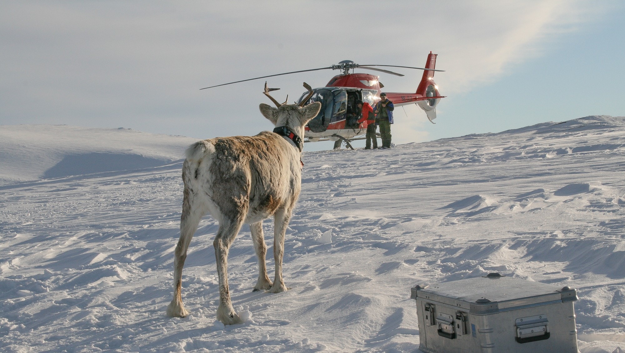 Unike bilder av reinsdyr – Natur