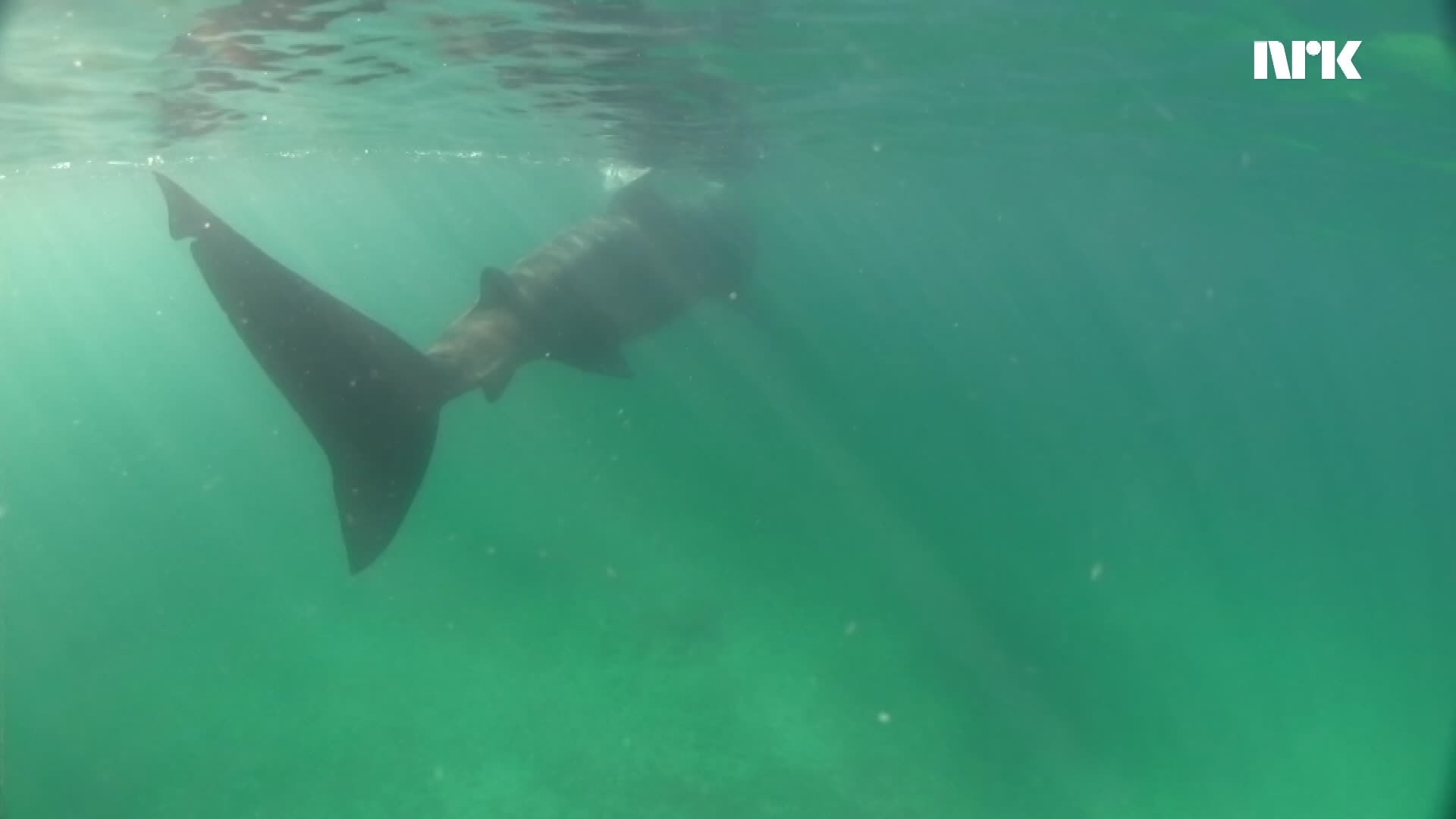 Morten svømte med Brugde – NRK Nordland