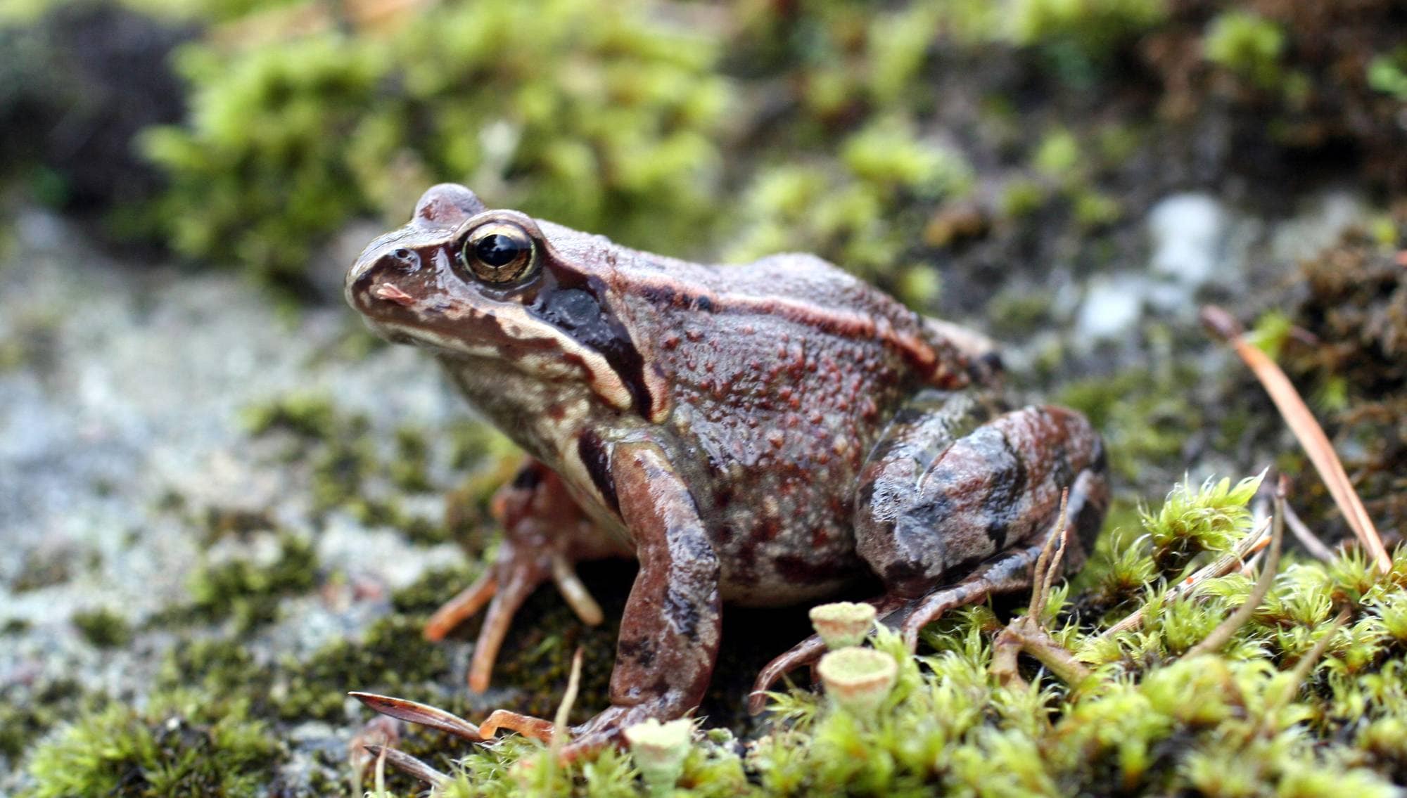 Skogen full av frosk og rompetroll – NRK Trøndelag – Lokale nyheter, TV ...
