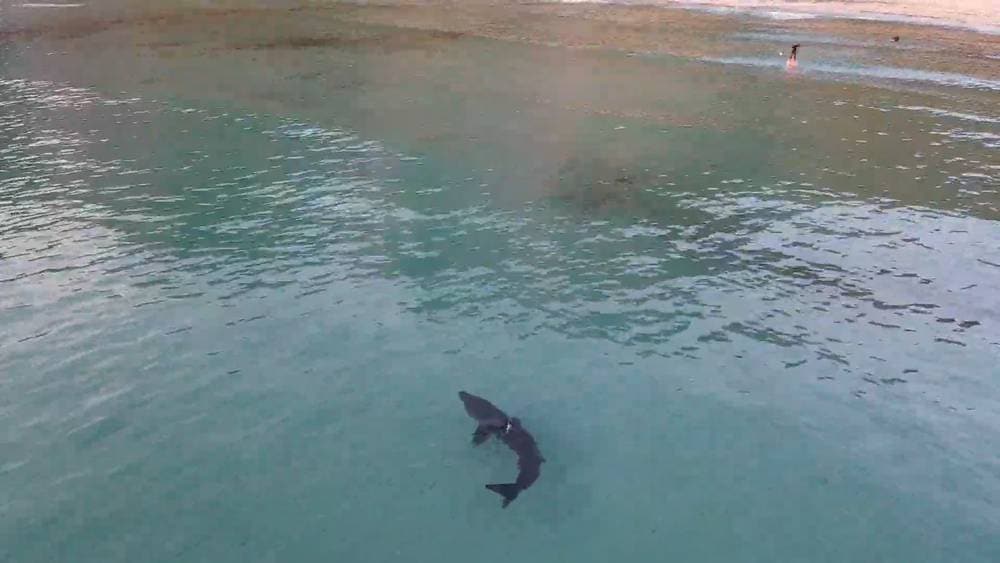 Hai i Lofoten: Brugde svømte rett ved surfere i Unstad – NRK Nordland