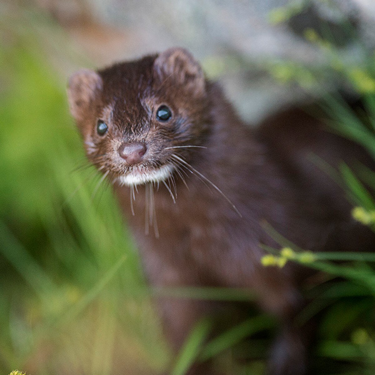 Minken er et uønsket rovdyr – NRK Trøndelag – Lokale nyheter, TV og radio