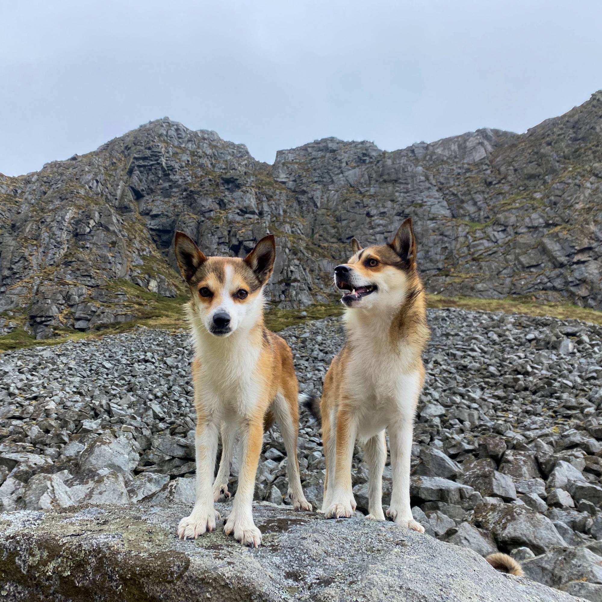 Lundehund er en av verdens mest sjeldne hunderaser – gammel sæd gir liv ...